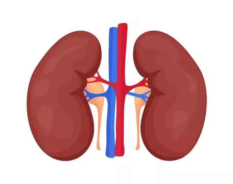 Polycystická choroba ledvin | Ledviny.cz - o životě s dialýzou